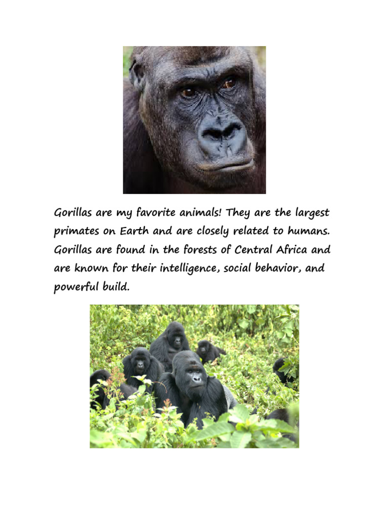 Gorillas | PDF