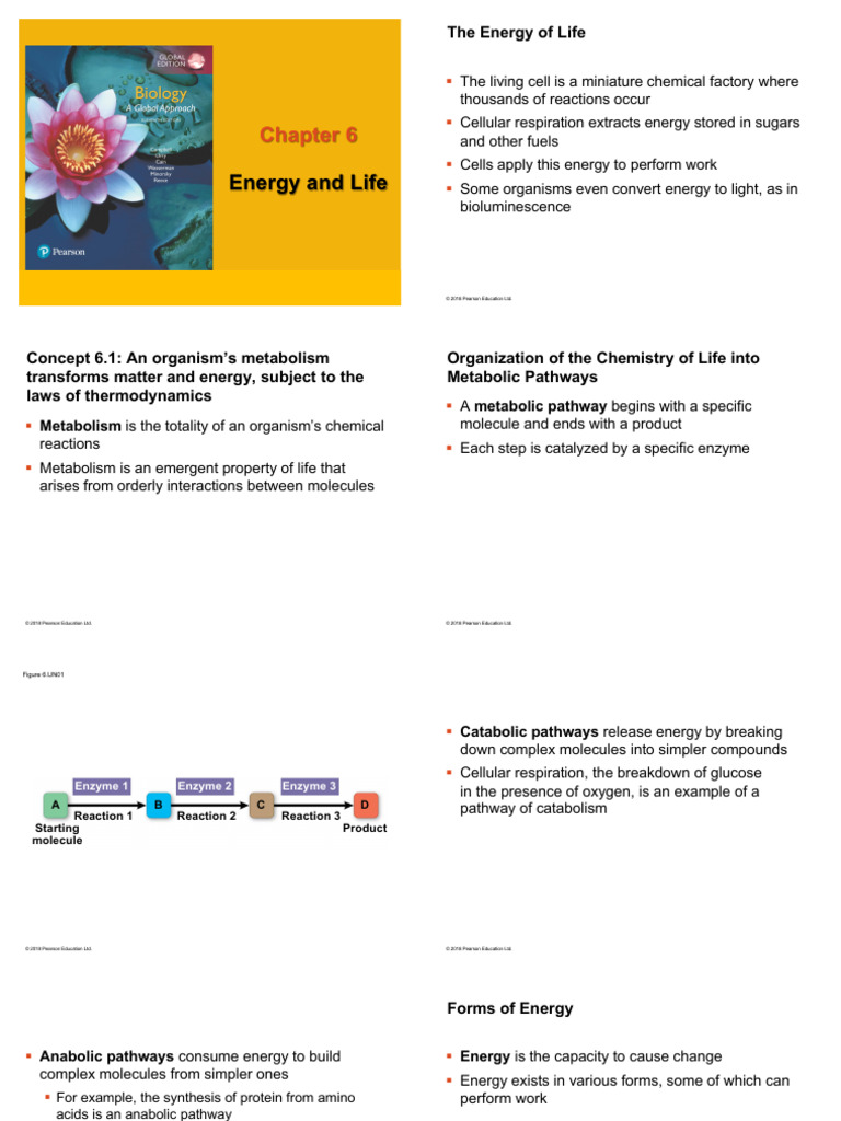 06 Lecture Presentation Energy and Life | PDF