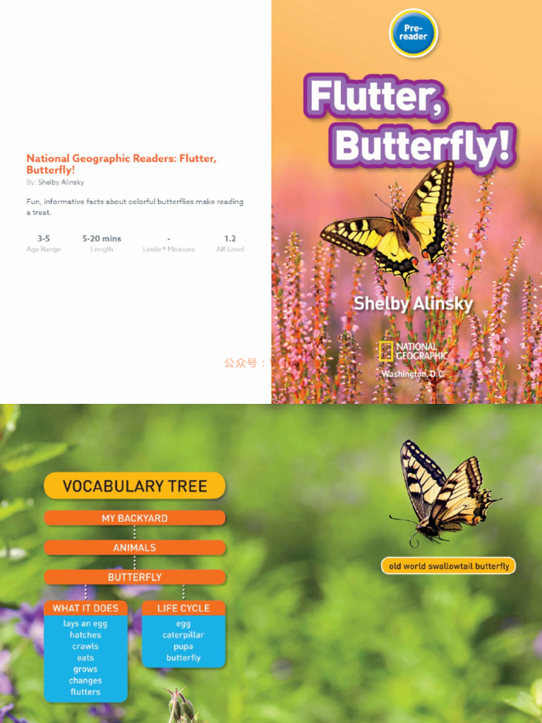 13 Flutter Butterfly | PDF