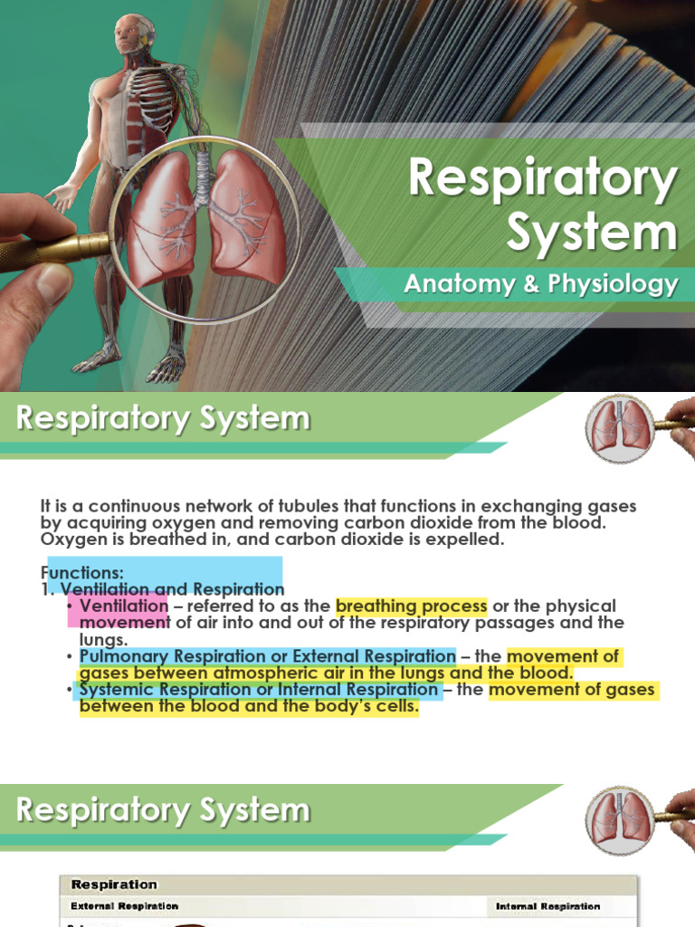 M11 Respiratory System | PDF | Respiratory Tract | Lung