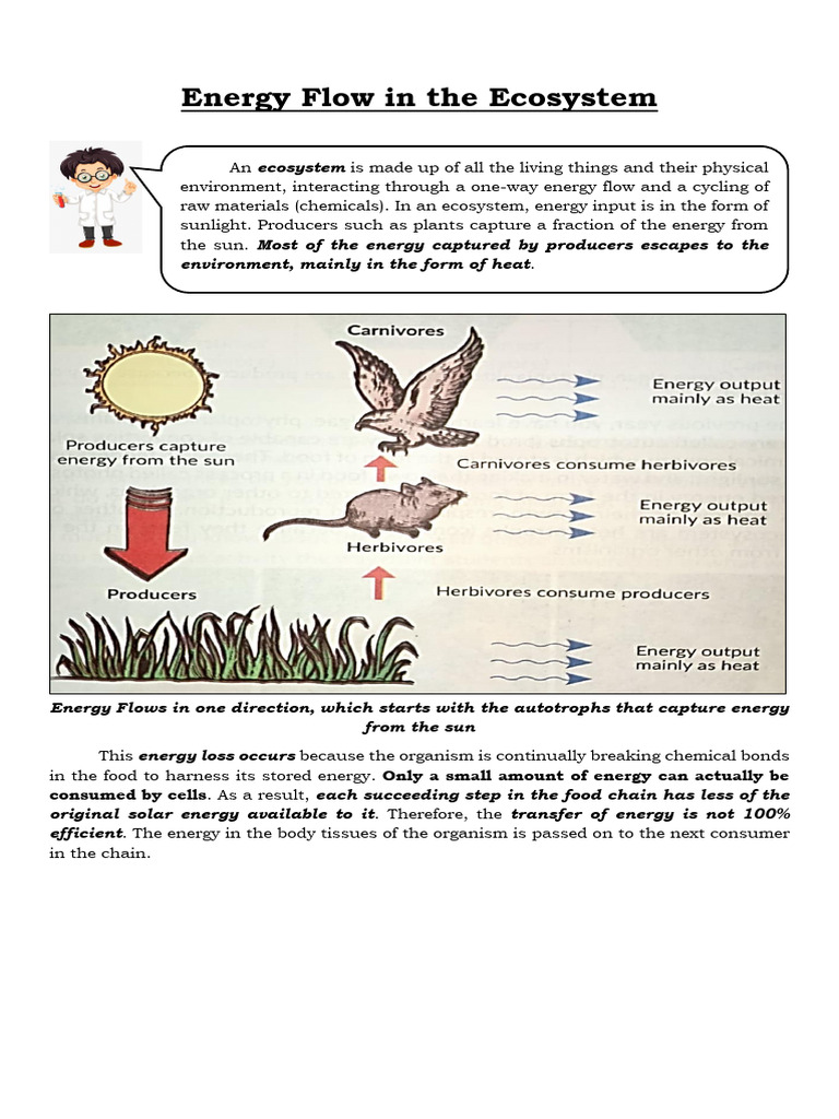 Energy Flow and Trophic Levels | PDF | Food Web | Ecosystem