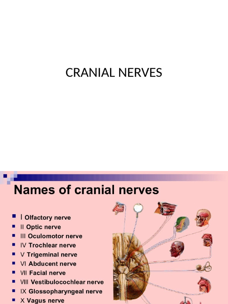 Cranial Nerves BPT LEC | PDF | Nervous System | Causes Of Death Cranial Nerves BPT LEC | PDF | Nervous System | Causes Of Death