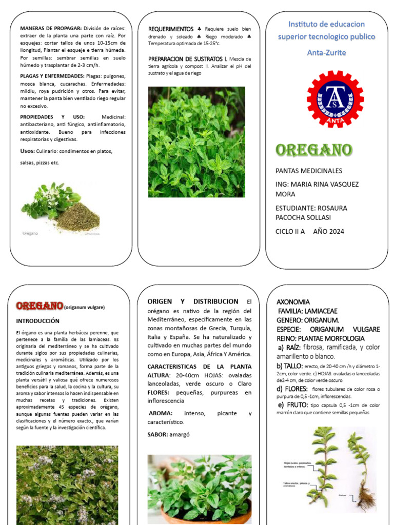 Orégano | PDF | Orégano