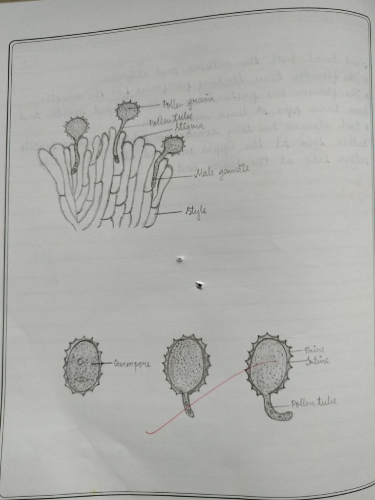 Pollen Germination and Growth Study | PDF