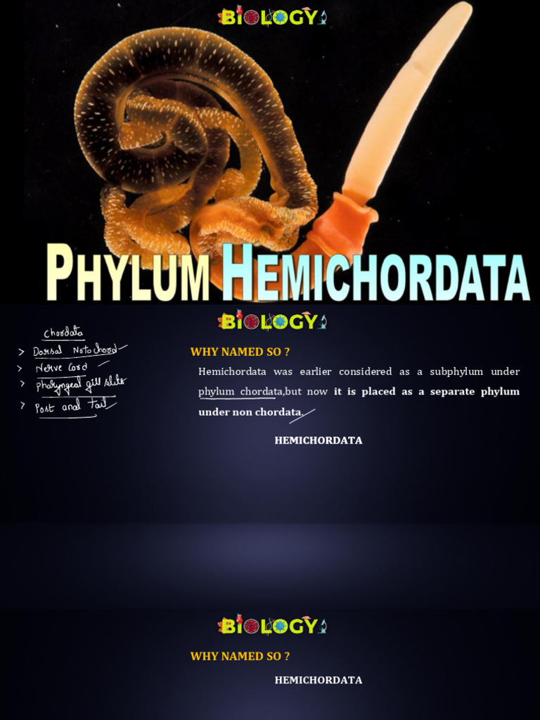 Hemichordata To Chordata | PDF | Vertebrates