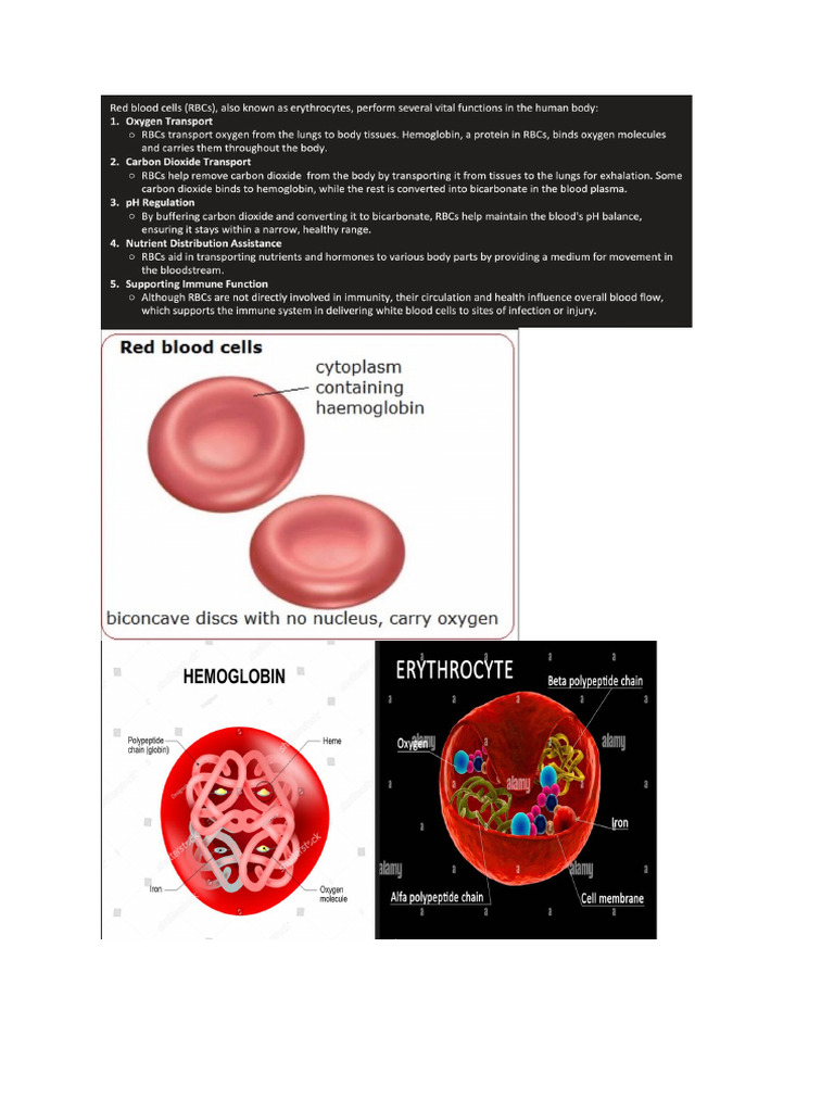 Red Blood Cell | PDF