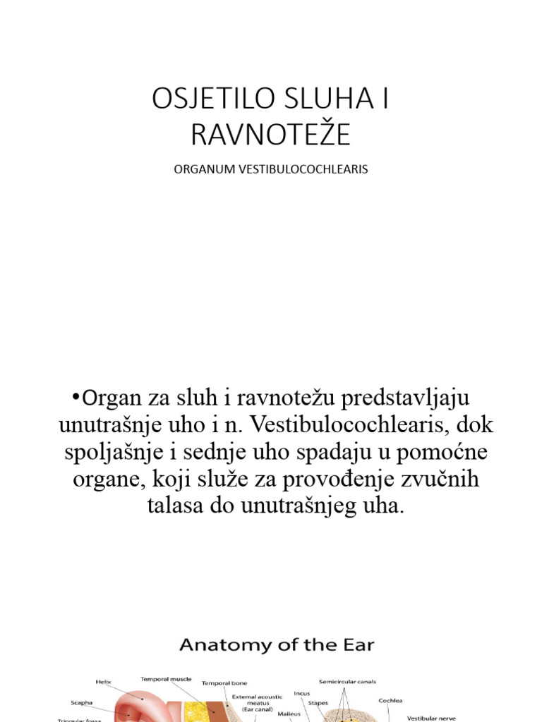 Osjetilo Sluha I Ravnoteže | PDF