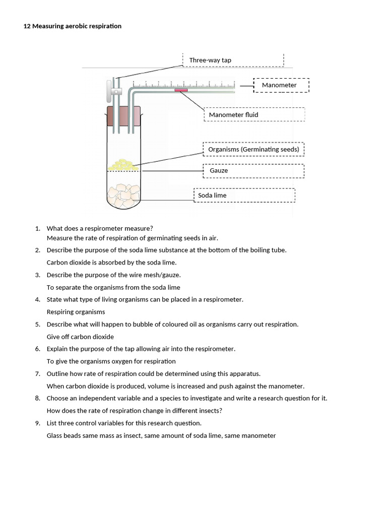 12 Measuring Aerobic Respiration Ws | PDF | Cellular Respiration ...