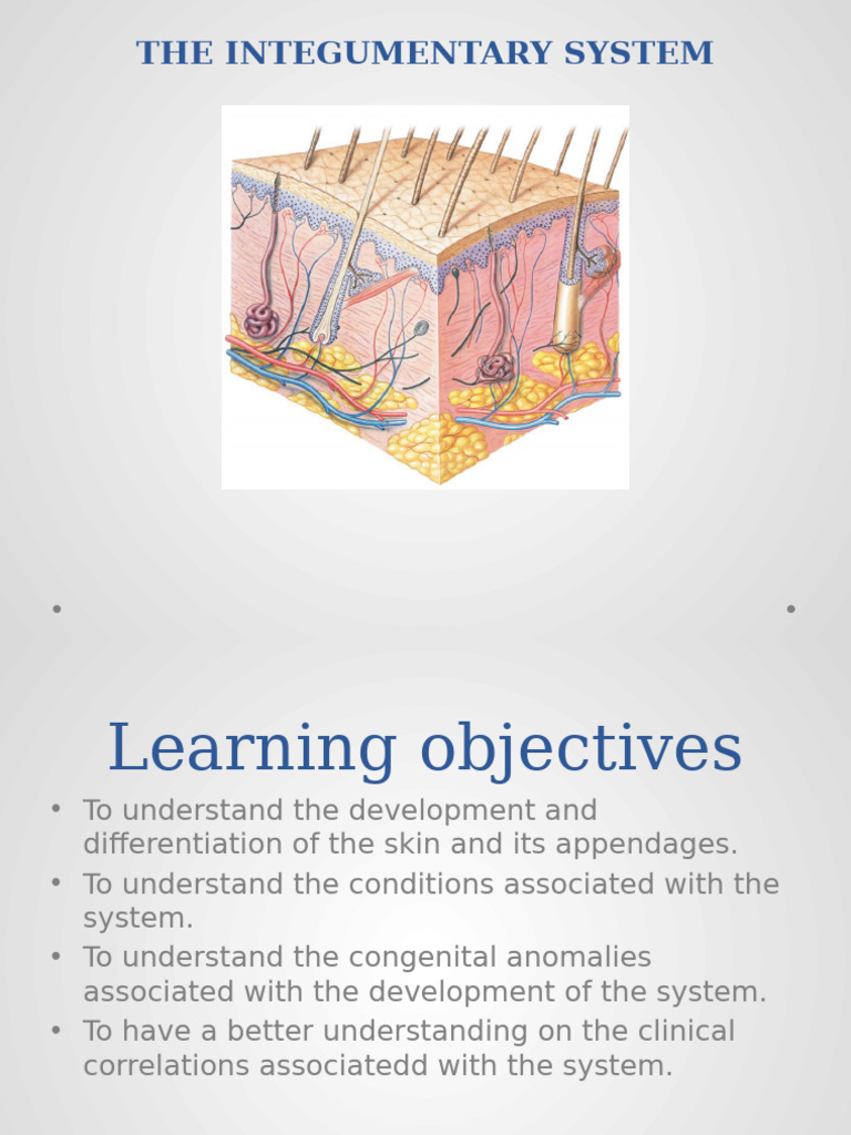 Lecture 16 The Integumentary System | PDF | Epidermis | Skin