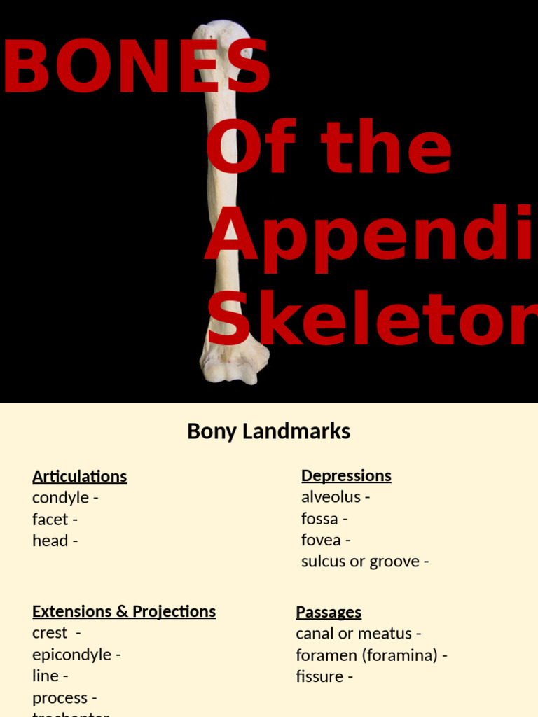 #9 Appendicular Skeleton | PDF