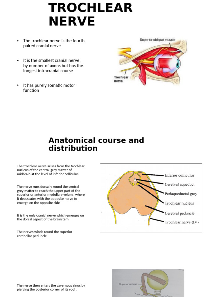 Trochlear Nerve | PDF