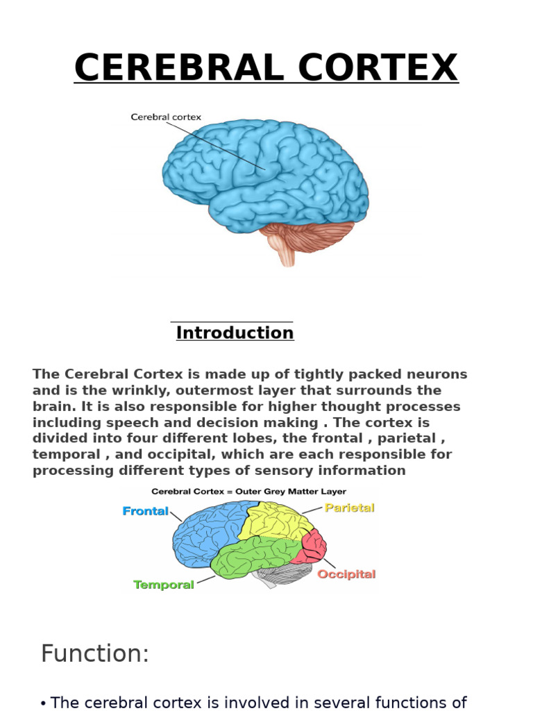 CEREBRAL CORTEX | PDF | Cerebral Cortex | Frontal Lobe