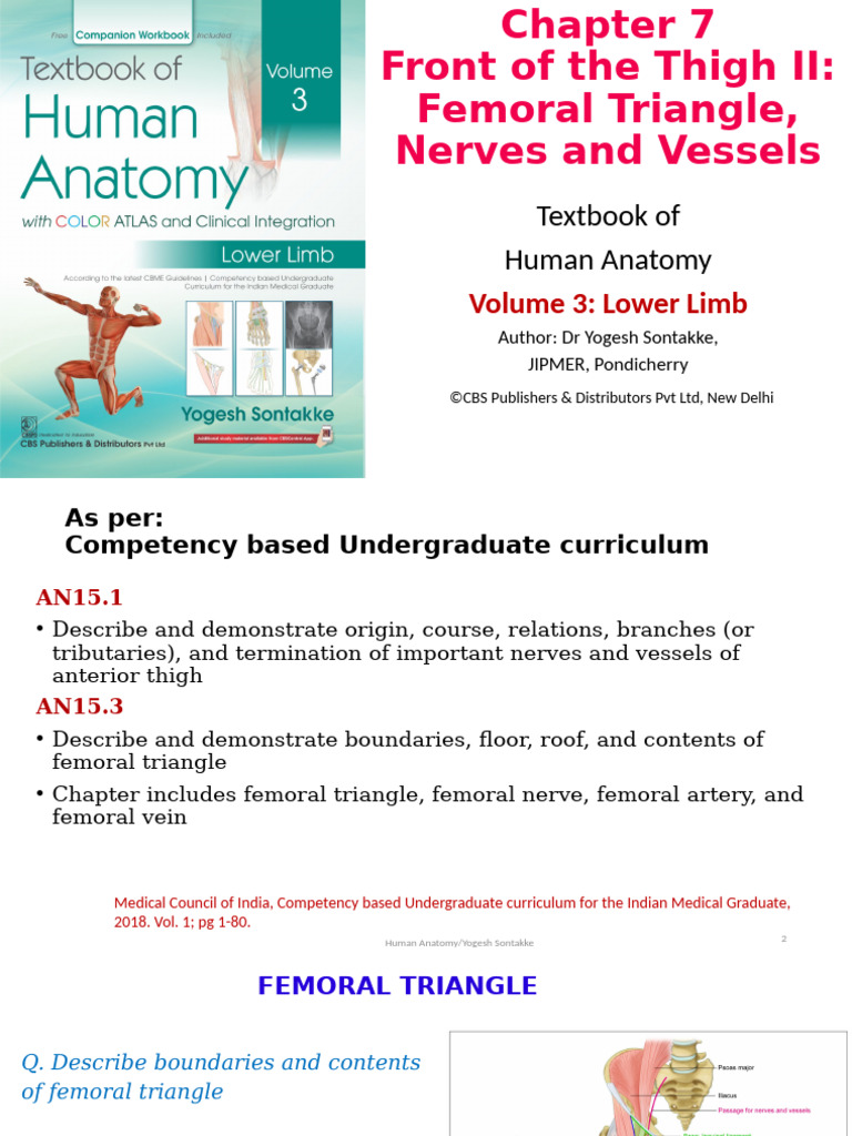 Femoral Triangle, Vessels & Nerves-Part 1 & 2 | PDF | Vein | Human Leg