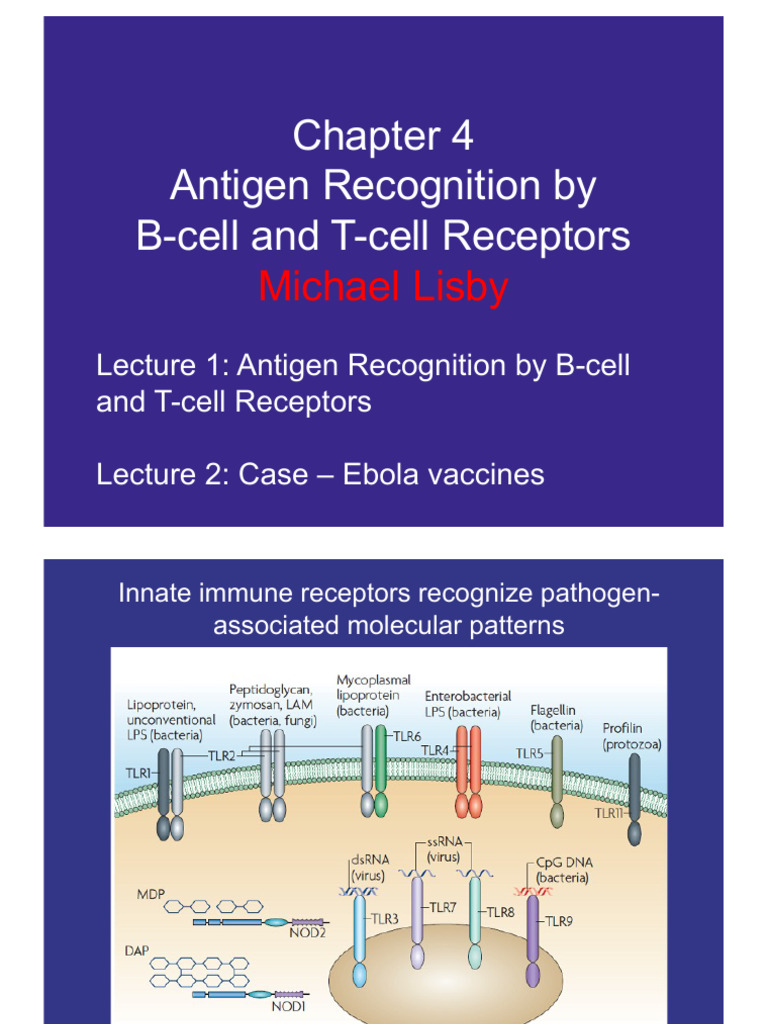 Chapter4_lecture - Compatibility Mode (1) | PDF | Antibody | Major Histocompatibility Complex