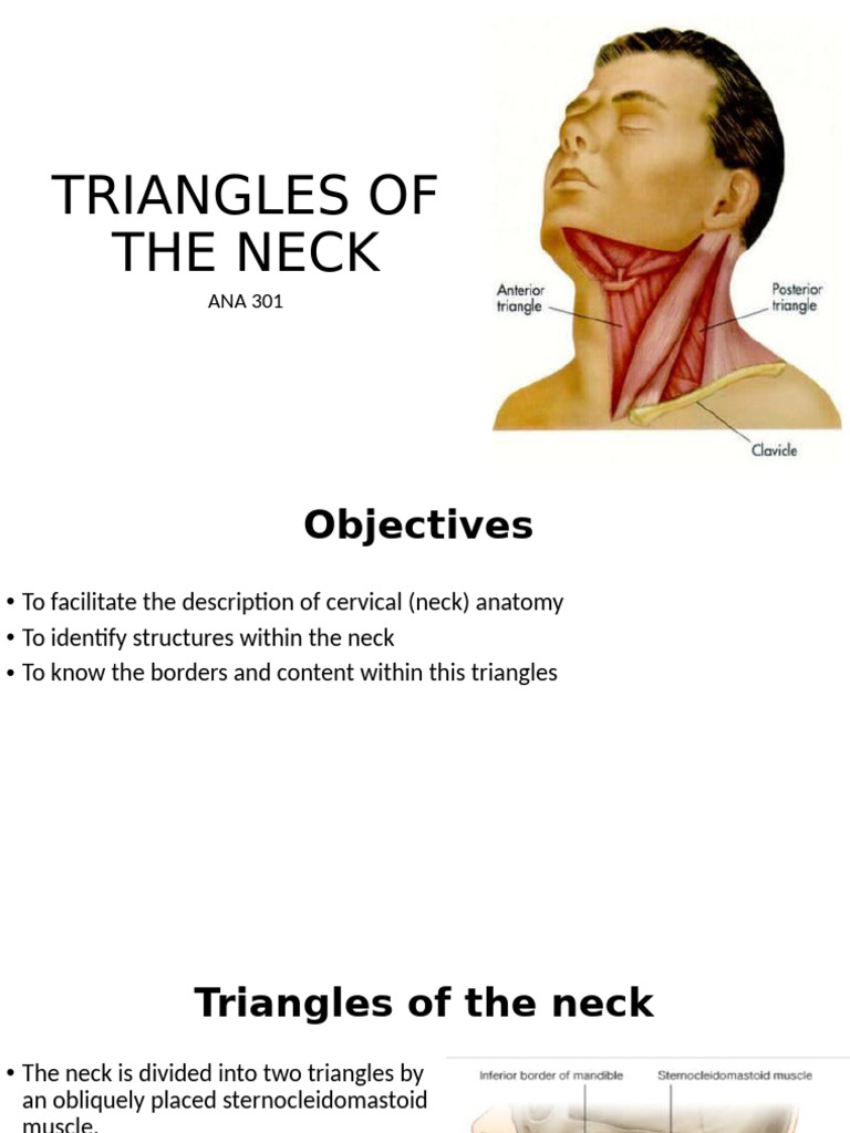 Neck Anatomy for Medical Students | PDF | Neck | Common Carotid Artery