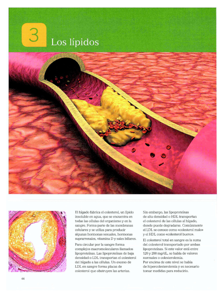 Los Lã - Pidos | PDF