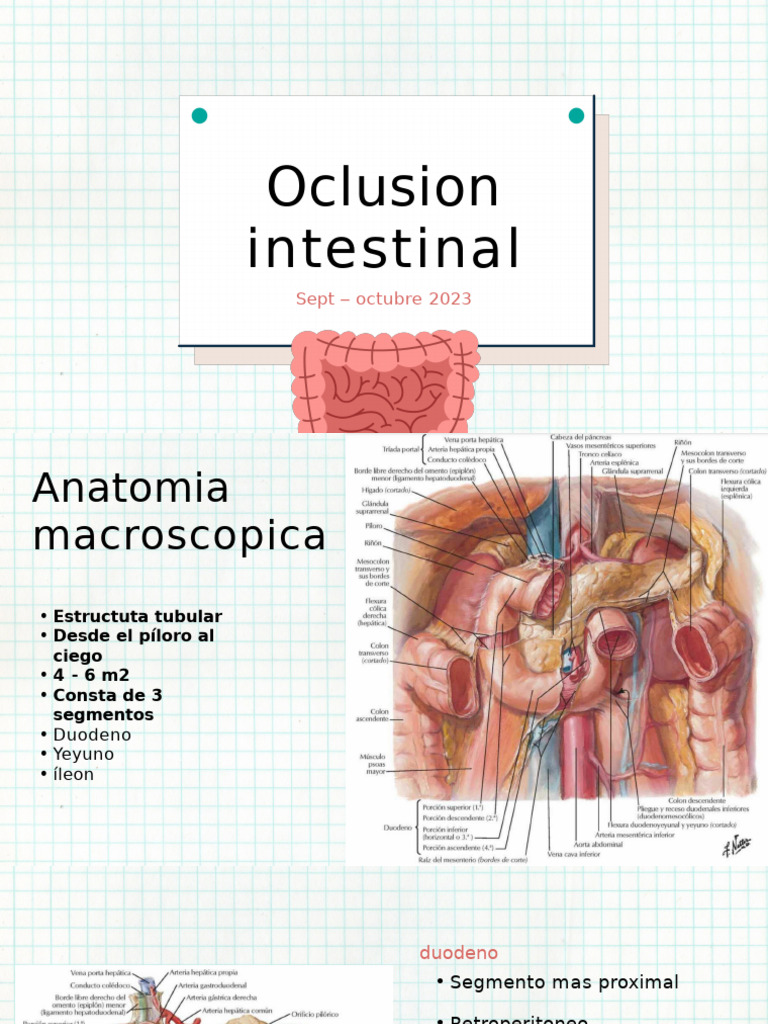 Oclusion Intestinal | PDF | Intestino grueso | Gastroenterología