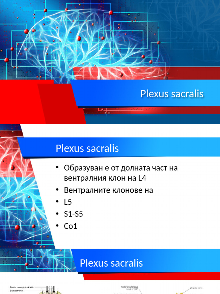 Plexus Sacralis | PDF