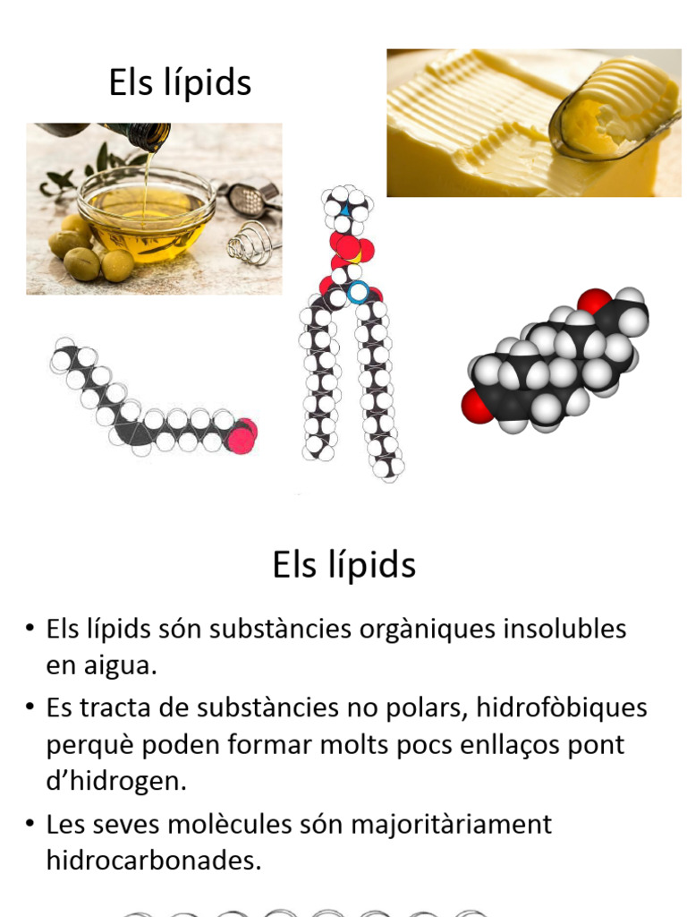 Els Lípids | PDF