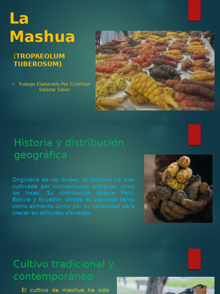 Cultivo y Beneficios de la Mashua | PDF | Plantas | Agricultura