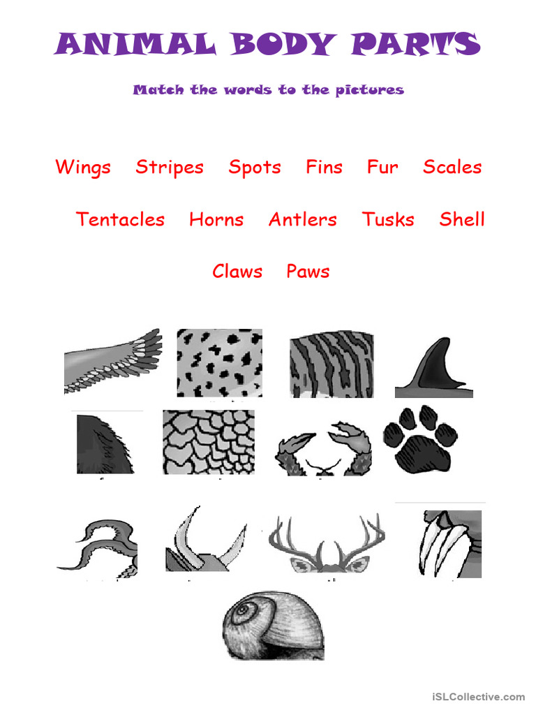 Animal Body Parts | PDF
