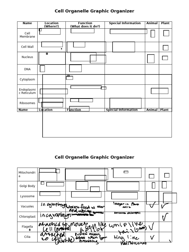 Cell Organelle Graphic Organizer- (AutoRecovered) | PDF