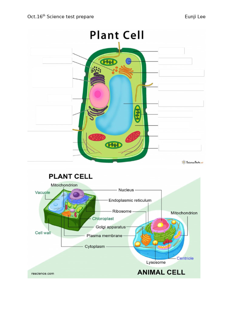 Science - Memorize - The Structure | PDF