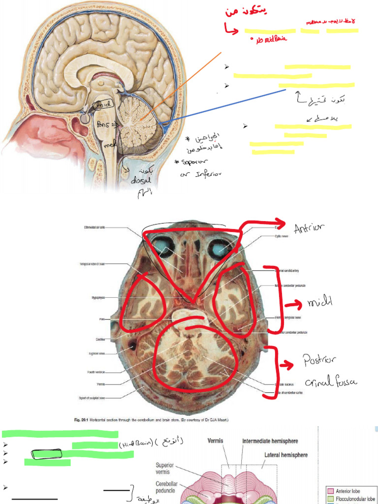 14 Motor Cerebellum Notes | PDF | Cerebellum | Nervous System