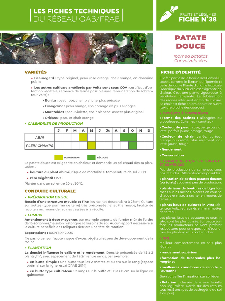Variétés et culture de la patate douce | PDF | Patate douce | Agriculture