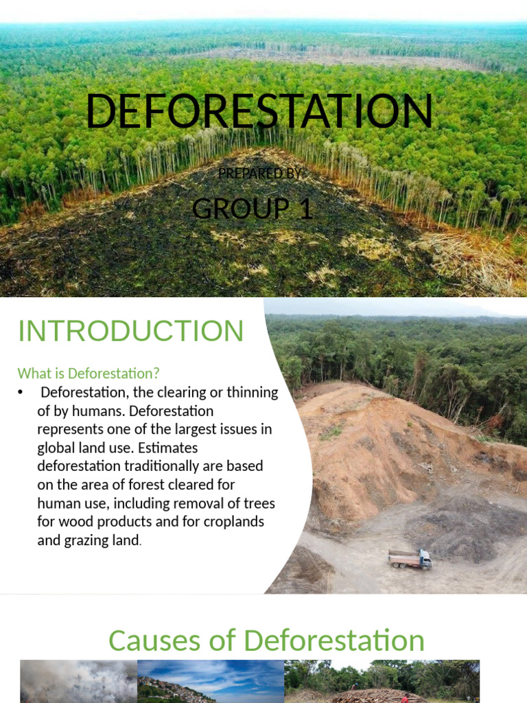 Group1 Deforestation | PDF | Deforestation | Forests
