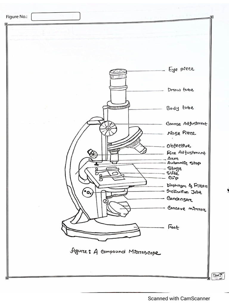 Physio Practical | PDF
