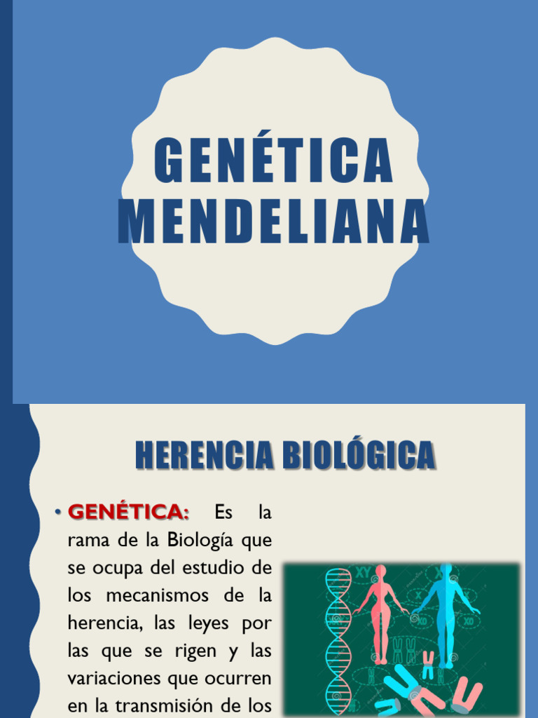 Genética Mendeliana | PDF | Dominancia (Genética) | Alelo