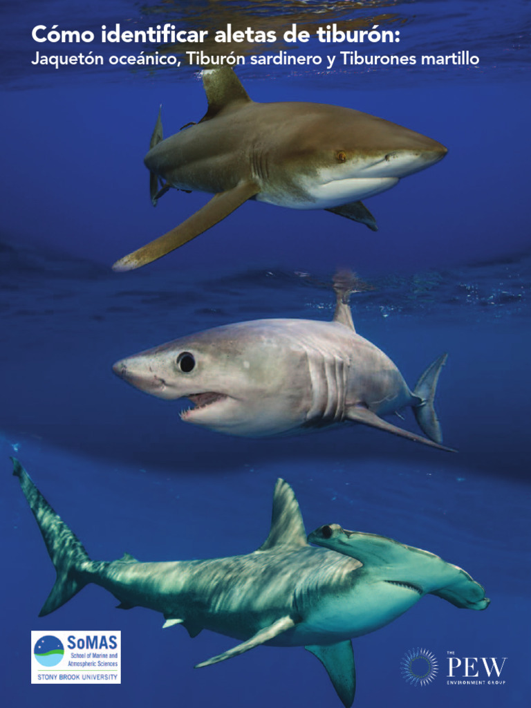 Identifyingsharkfins Guide S | PDF | Tiburones | Pescado