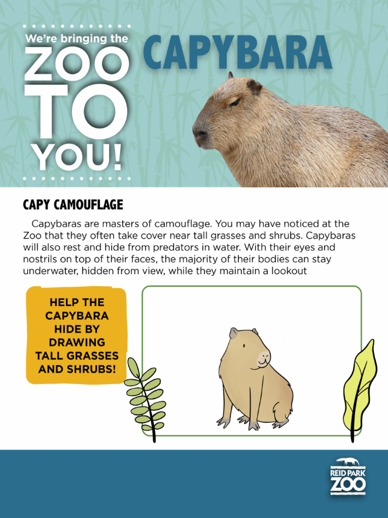 Capybara 2 Bringing The Zoo To You | PDF
