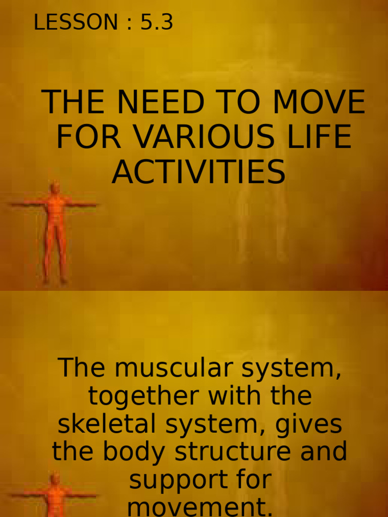 Lesson 5.3-Muscular System 103414 | PDF | Muscle | Skeletal Muscle