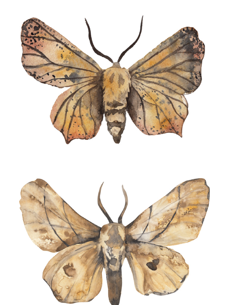 Butterfly Cut Out Pack Props | PDF