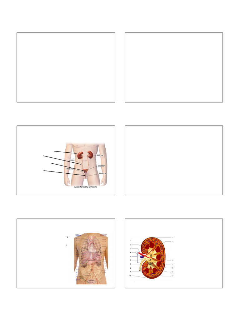 7 Kidneys and Urine Excretion | PDF | Kidney | Urinary System
