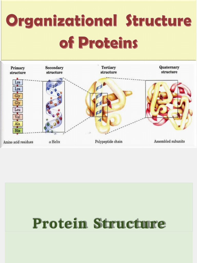 Lec 5b. Organizational Structure of Proteins | PDF | Protein Structure | Proteins