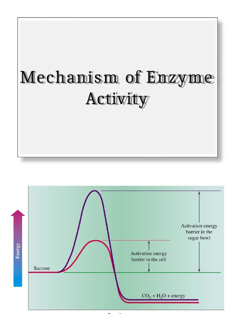 Lec 6b. MECHANISM OF ENZYME ACTIVITY | PDF | Enzyme | Enzyme Inhibitor