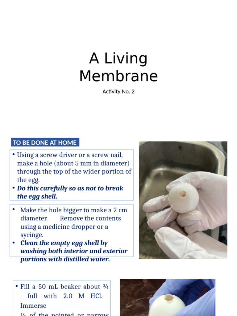 Egg Membrane Dialysis Experiment Guide | PDF