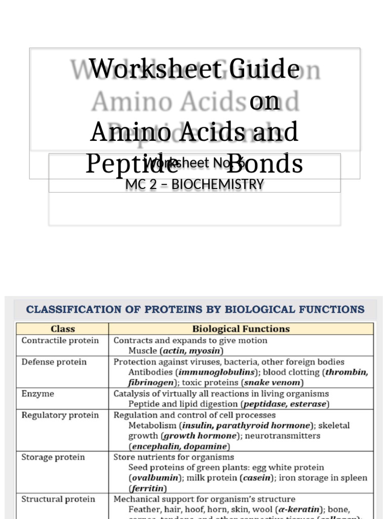 Amino Acids & Peptide Bonds Worksheet | PDF