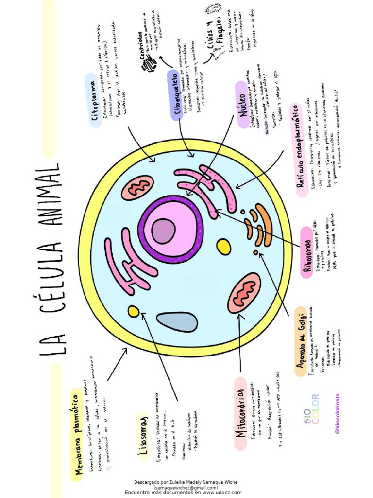 esquema-celula-anima-320298-downloadable-5315282 | PDF