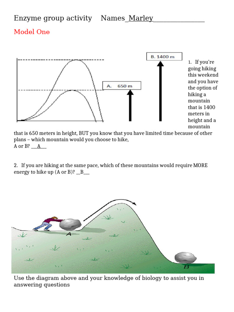 Copy of Enzyme POGIL | PDF | Enzyme | Enzyme Assay