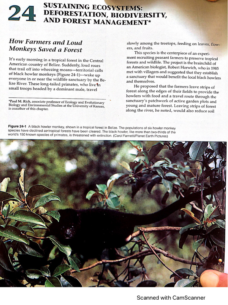 Deforestation Reading | PDF