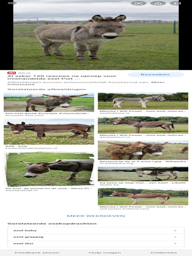 Ezel - Google Zoeken | PDF