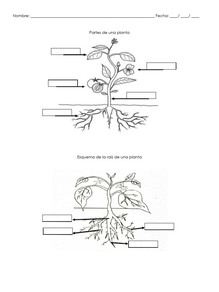 Partes de una Planta: Raíz y Esquema | PDF