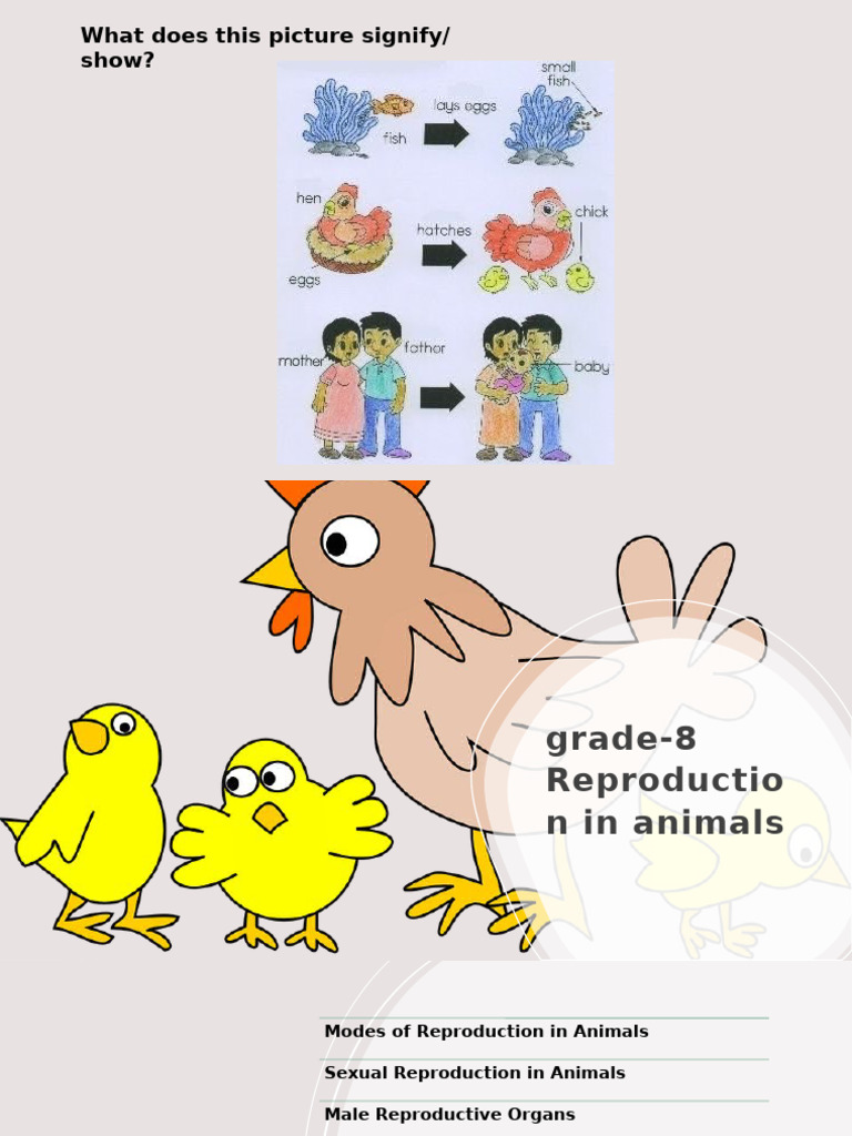Modes of Animal Reproduction Explained | PDF | Sexual Reproduction ...