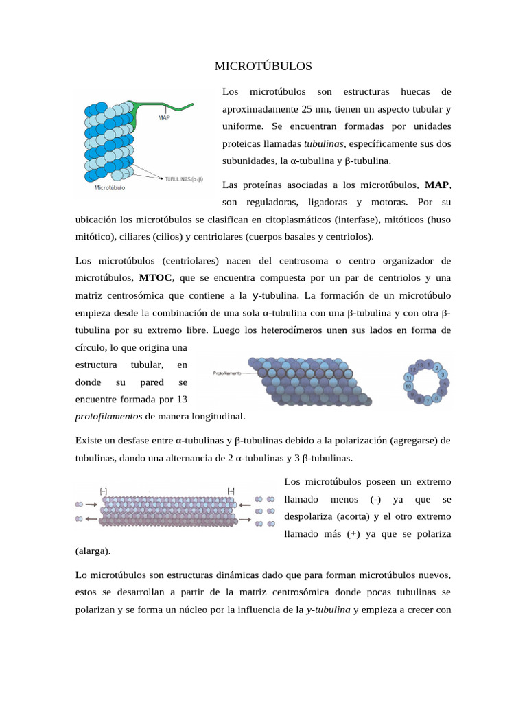 Citoesqueleto Final | PDF | Microtúbulos | Histología