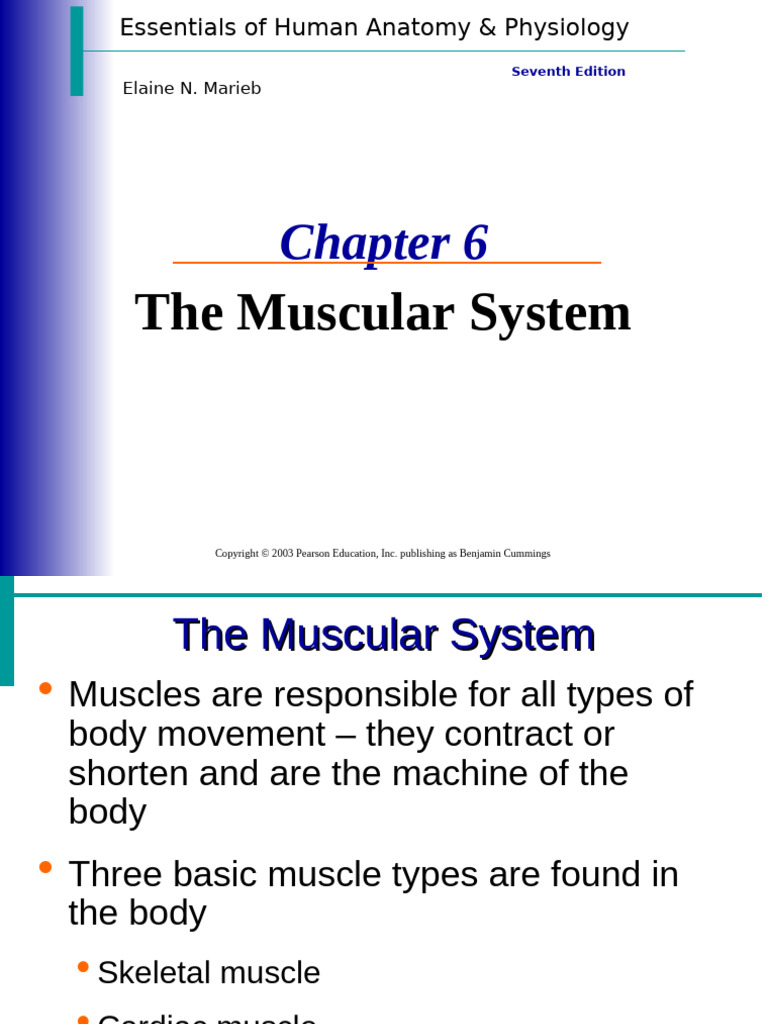 How The Functional Unit of Muscle Fiber Works | PDF | Muscle ...
