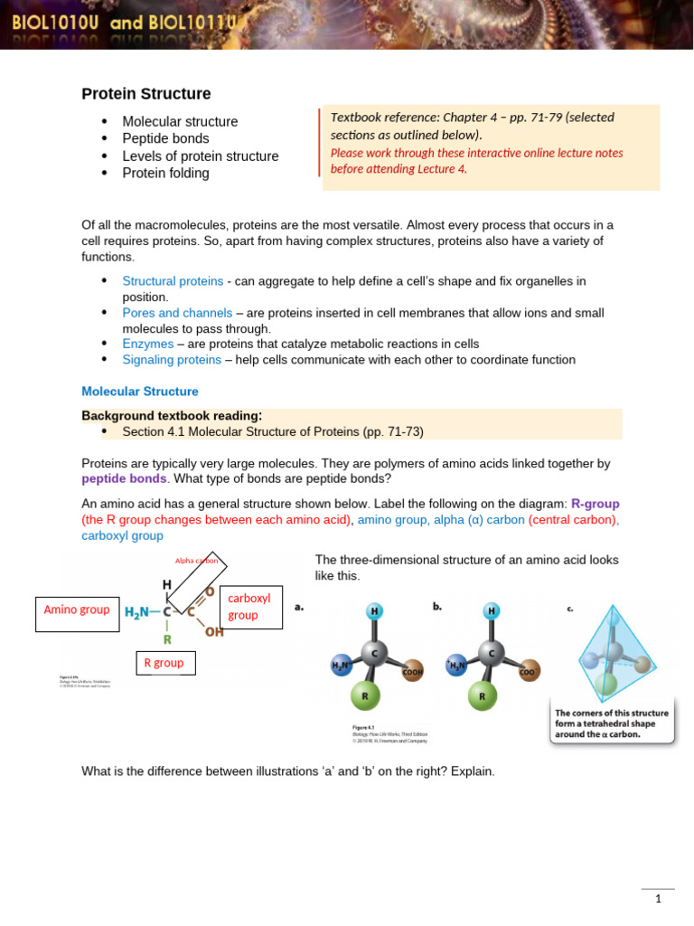 L4 Interactive Notes - Protein Structure Interactive | PDF | Amino Acid ...